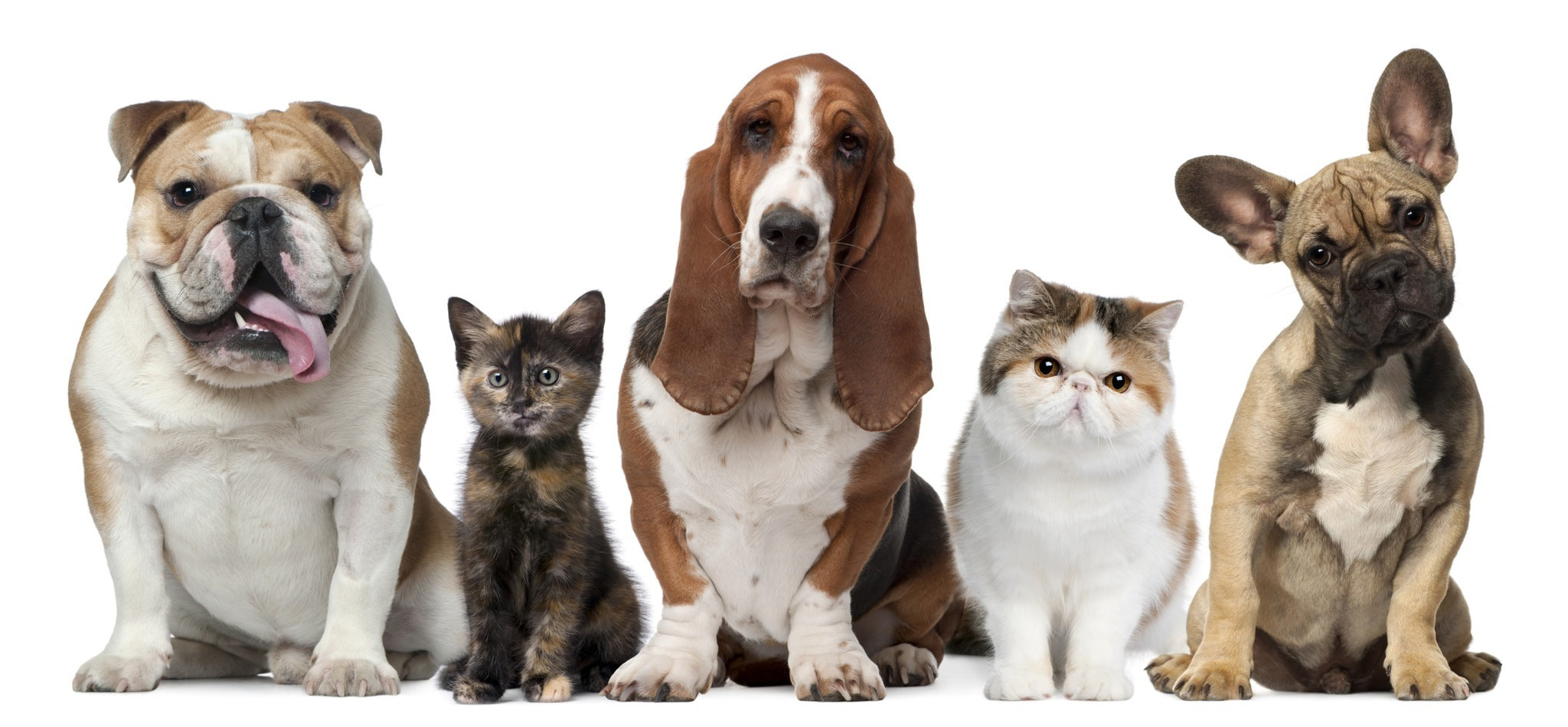 DOG & CAT PRODUCTS – PalawanOnline.ph
